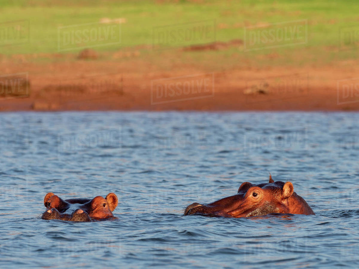Adult hippopotamuses (Hippopotamus amphibius), bathing at sunset in ...