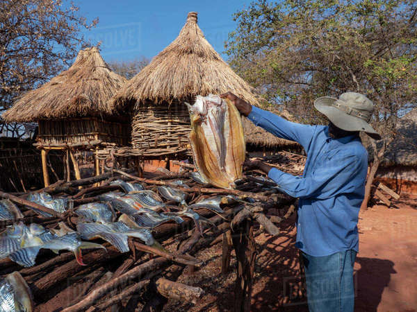 The days catch of fish drying in the sun in the fishing village of ...