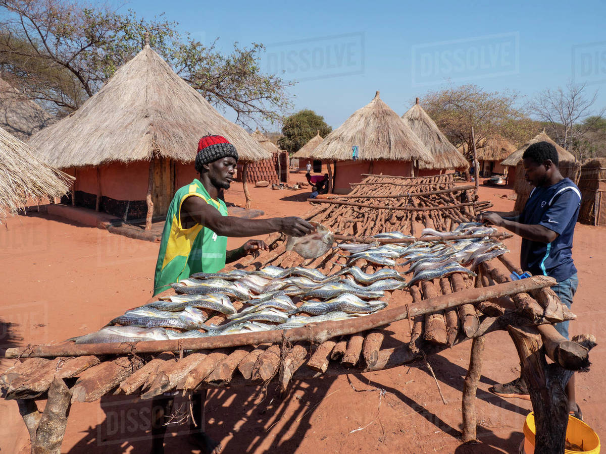 The days catch of fish drying in the sun in the fishing village of ...