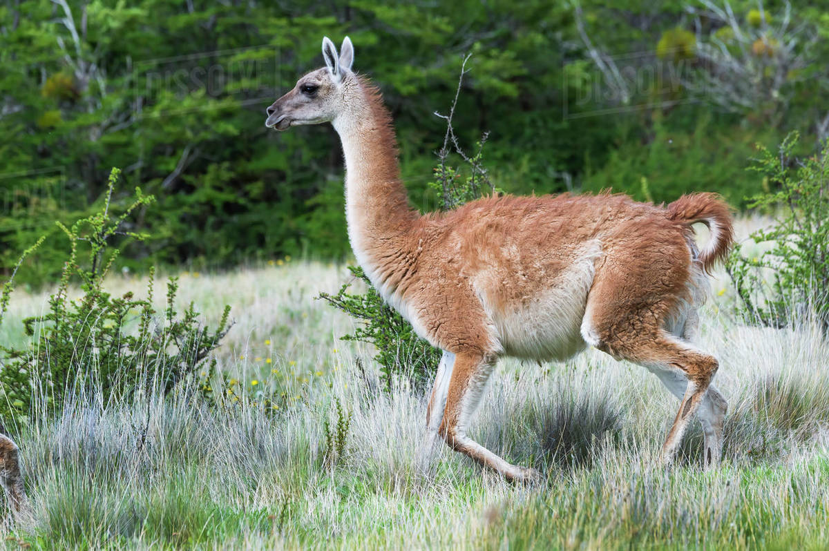 Running Guanaco (Lama guanicoe), Patagonia National Park, Chacabuco ...