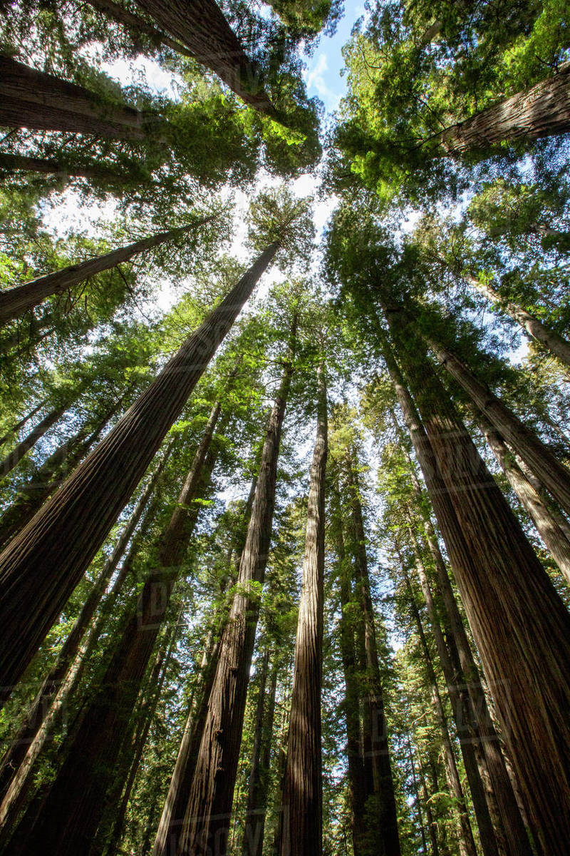 Among giant redwoods on the Boy Scout Tree Trail in Jedediah Smith ...