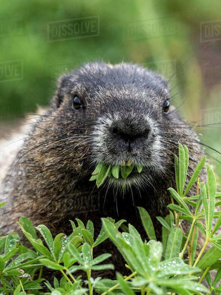 Adult hoary marmot (Marmota caligata), on the Skyline Trail, Mount ...