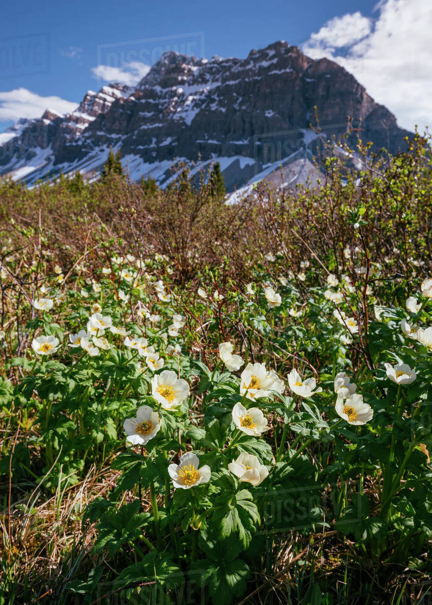 White Globe Flowers and Crowfoot Mountain, Banff National Park, UNESCO ...