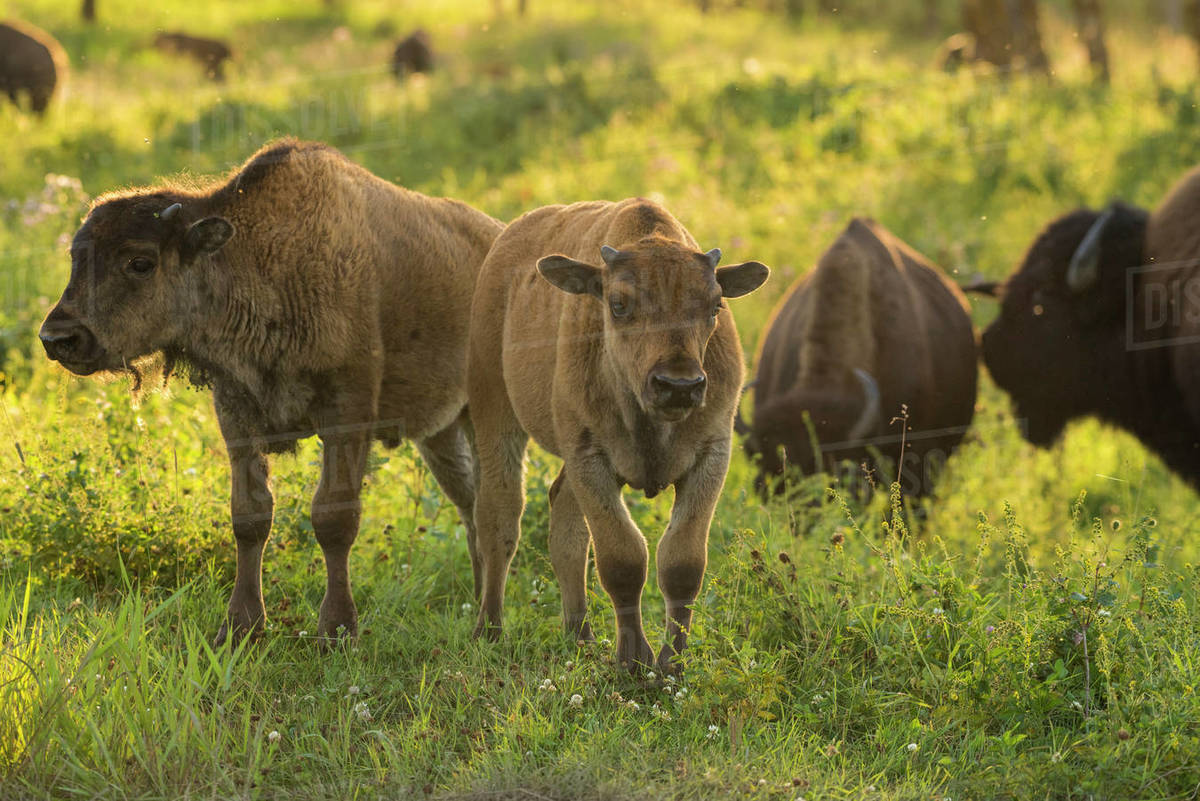 Bison calves (plains bison) in a prairie meadow at sunset, Elk Island ...