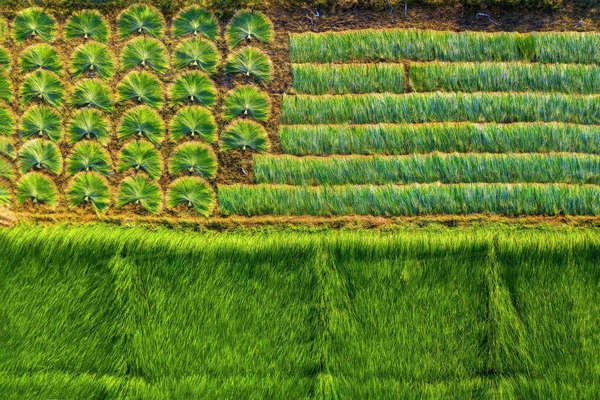 The farmers who grow and harvest sedge in Vung Liem, Vinh Long, Vietnam ...