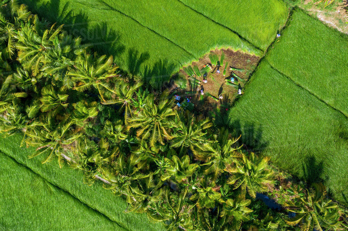 The farmers who grow and harvest sedge in Vung Liem, Vinh Long, Vietnam ...