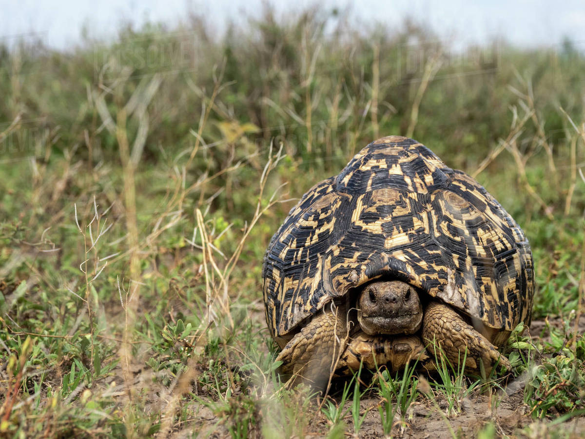 Adult leopard tortoise (Stigmochelys pardalis), Serengeti National Park ...