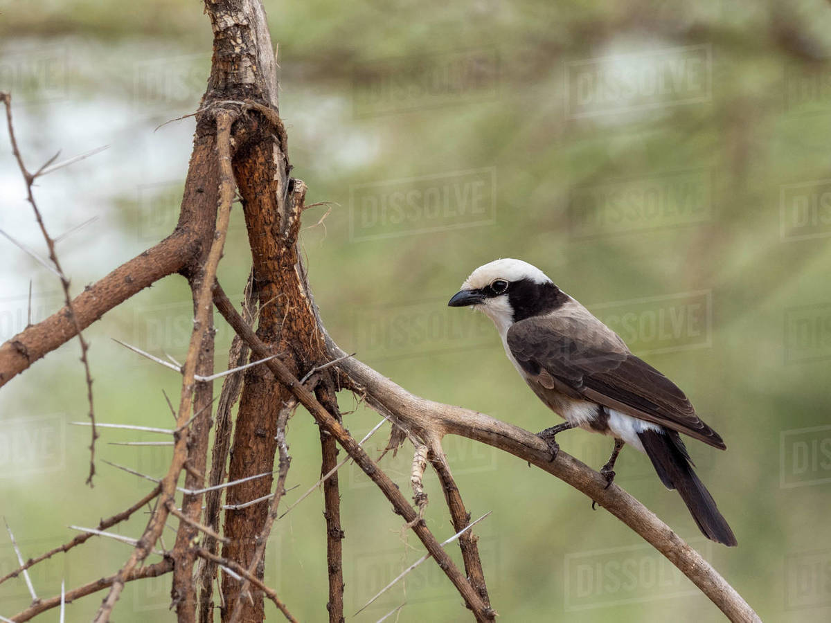 An adult northern white-crowned shrike (Eurocephalus ruppelli ...