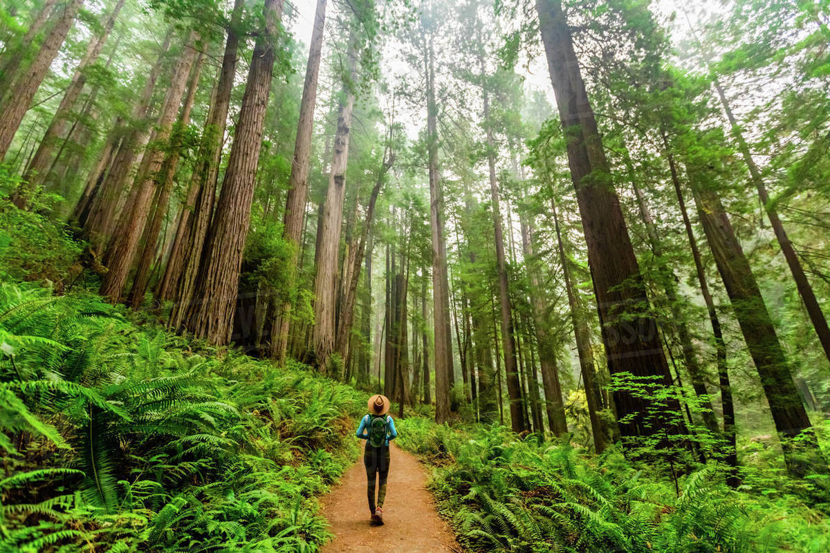 Woman exploring Mount Shasta Forest, California, United States of ...