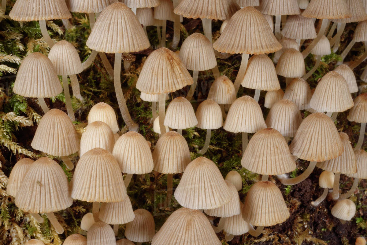 Fairies' bonnets (Fairy inkcap) fungi (Coprinellus disseminatus) clump ...