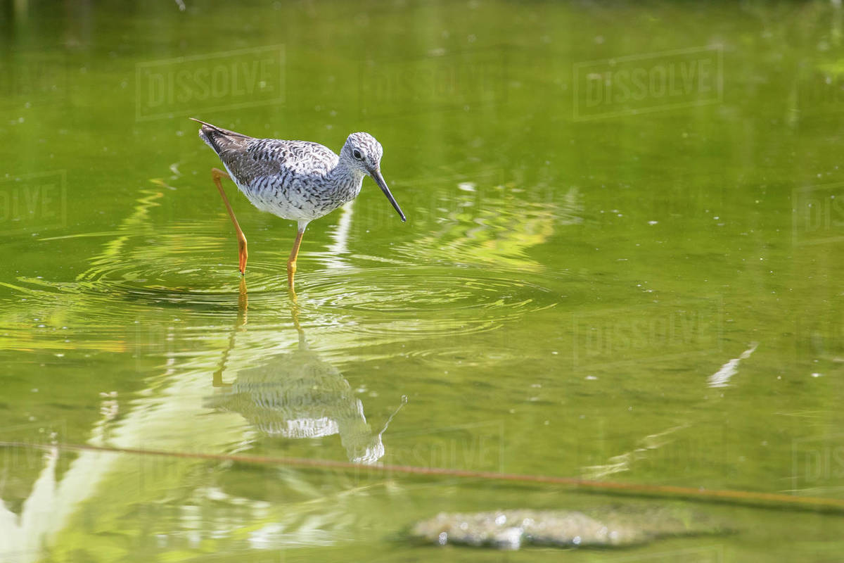 An adult greater yellowlegs (Tringa melanoleuca), wading in a stream in ...