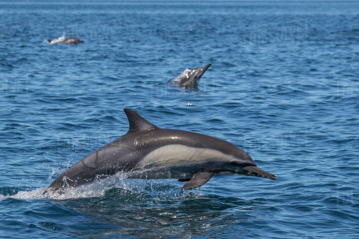 Adult long-beaked common dolphin (Delphinus capensis) leaping in Loreto ...