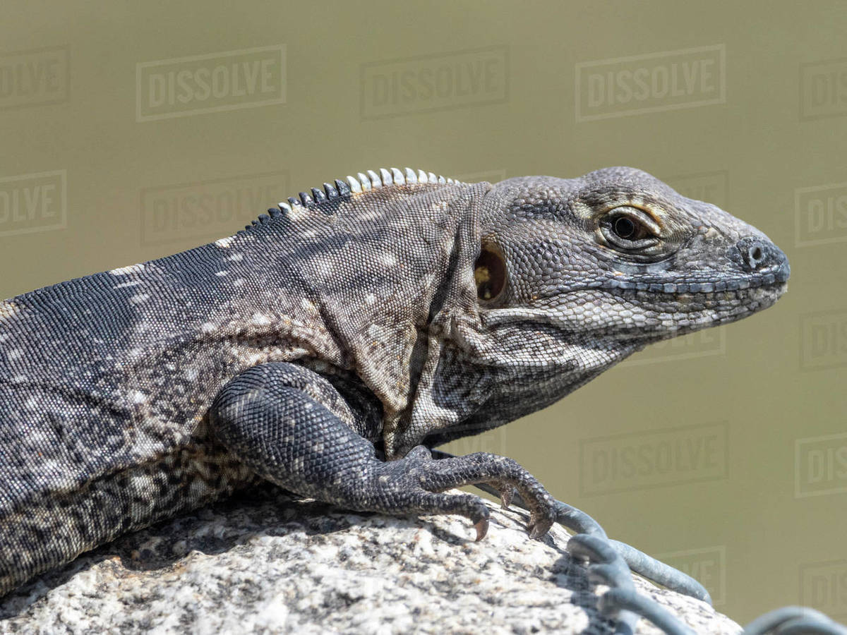 Adult male Cape spiny-tailed iguana (Ctenosaura hemilopha), San Jose ...