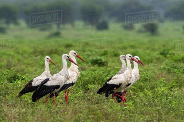 White storks (Ciconia ciconia), Ndutu, Ngorongoro Conservation Area ...