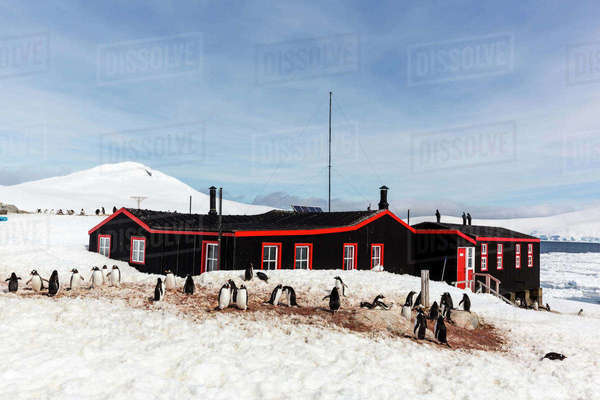 Former British Base A, now a museum and post office at Port Lockroy on ...