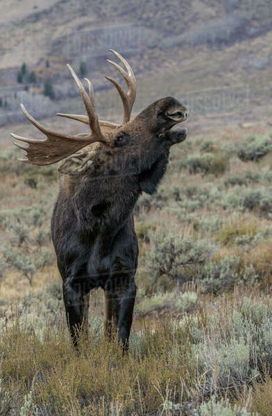 Bull moose (Alces alces), close up with open mouth, Grand Teton ...