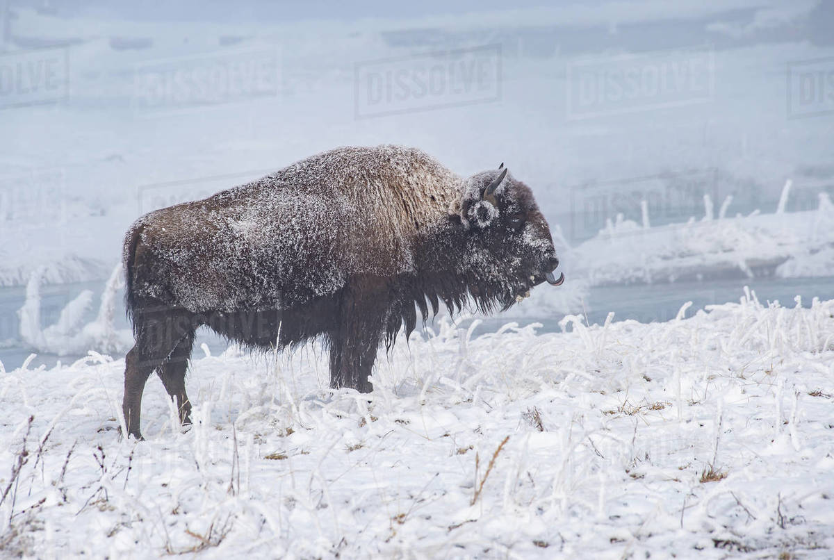 Frozen bison (Bison bison), sticking out tongue, Yellowstone National ...