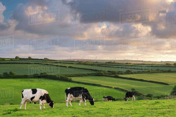 Dairy cattle grazing in a Cornish field at sunset in summer, St. Issey ...