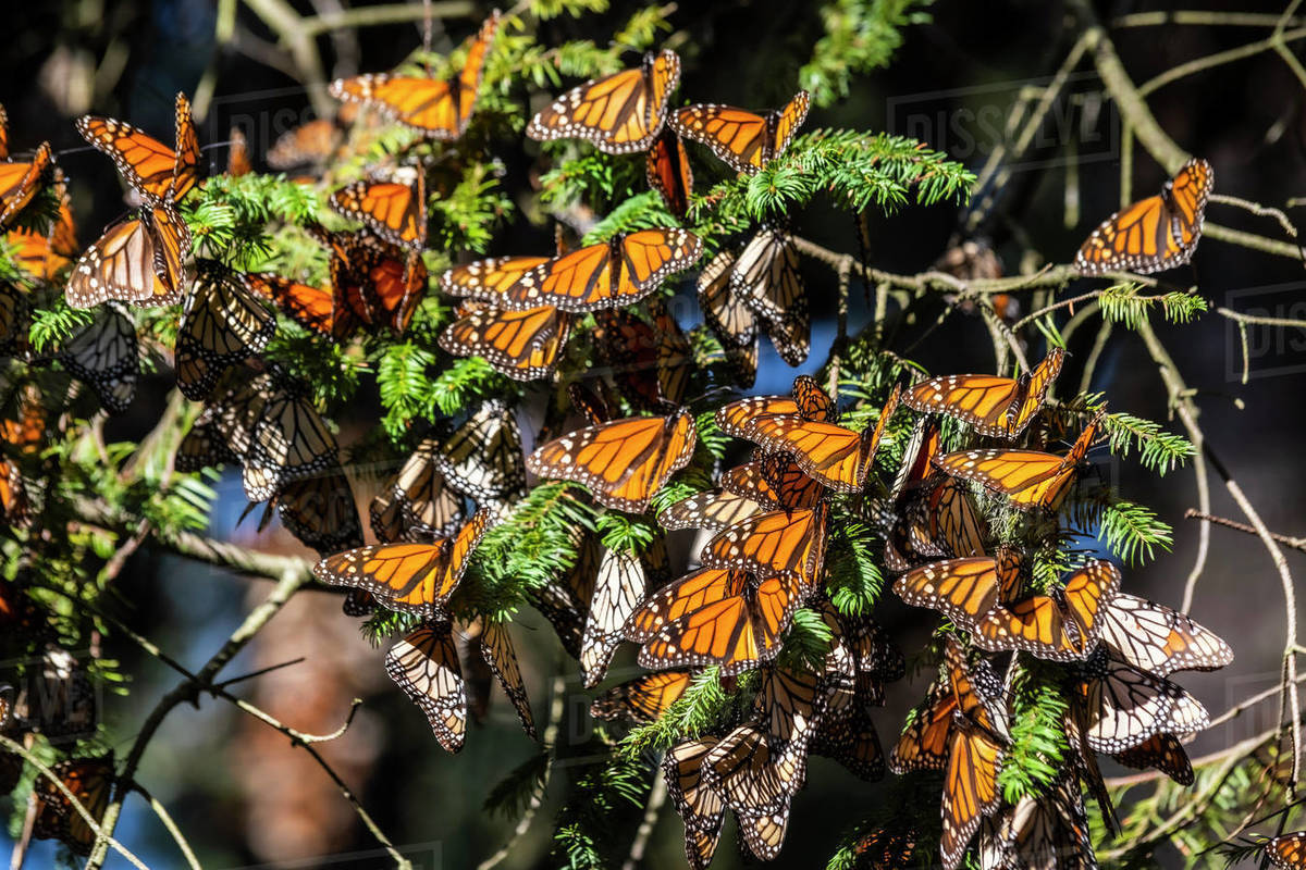 Millions of butterflies covering trees, Monarch Butterfly Biosphere ...