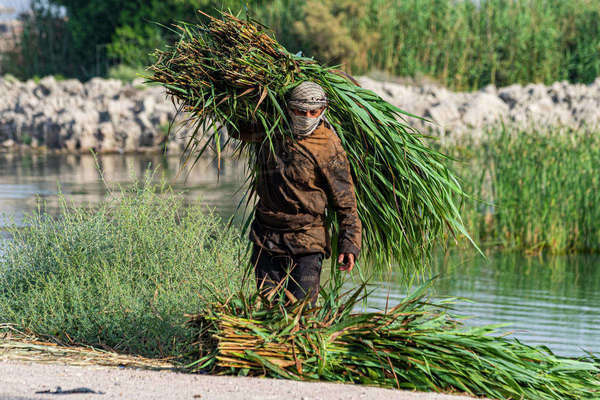 Marsh Arab collecting reeds, Mesopotamian Marshes, The Ahwar of ...