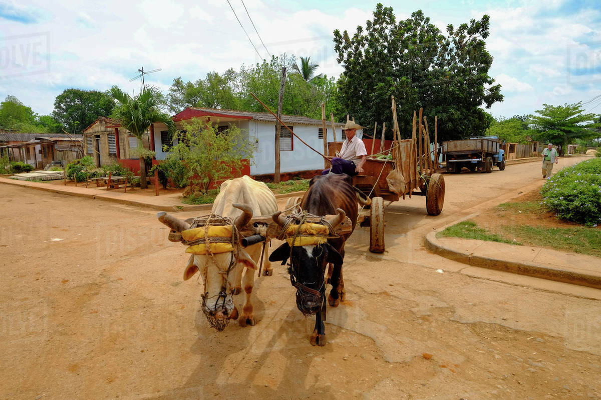 A farmer drives a carriage pulled by two animals, Australia, Matanzas ...