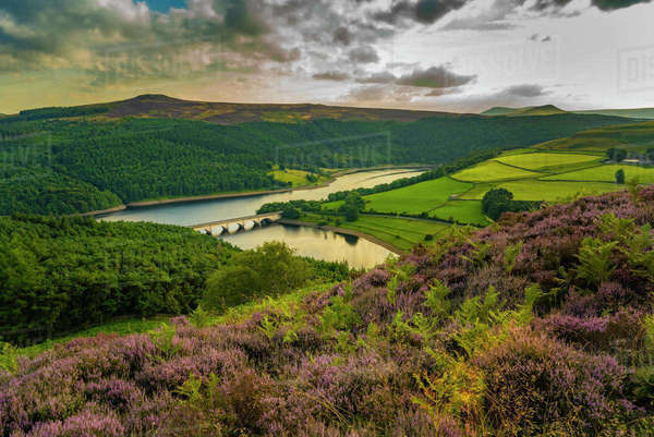 View of Ladybower Reservoir and flowering purple heather, Peak District ...