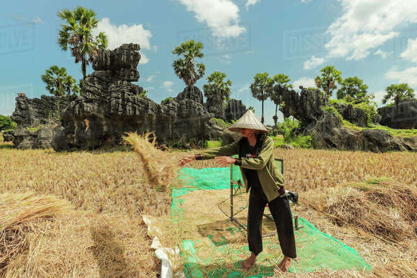 Man machine threshing rice by limestone rocks in karst area, Rammang ...