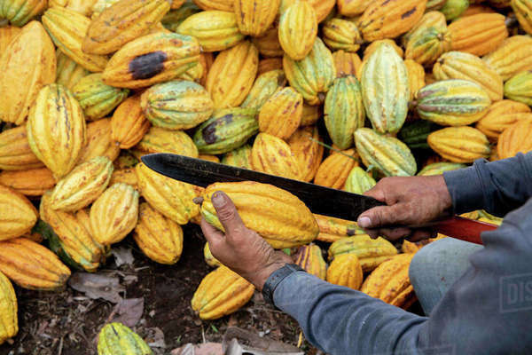 Cocoa farmer breaking cocoa pods on a plantation in Intag valley ...