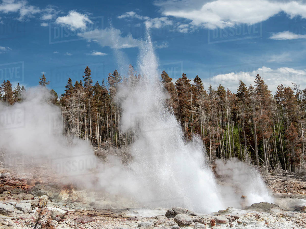 Steamboat Geyser, the worlds tallest active geyser, steaming in ...