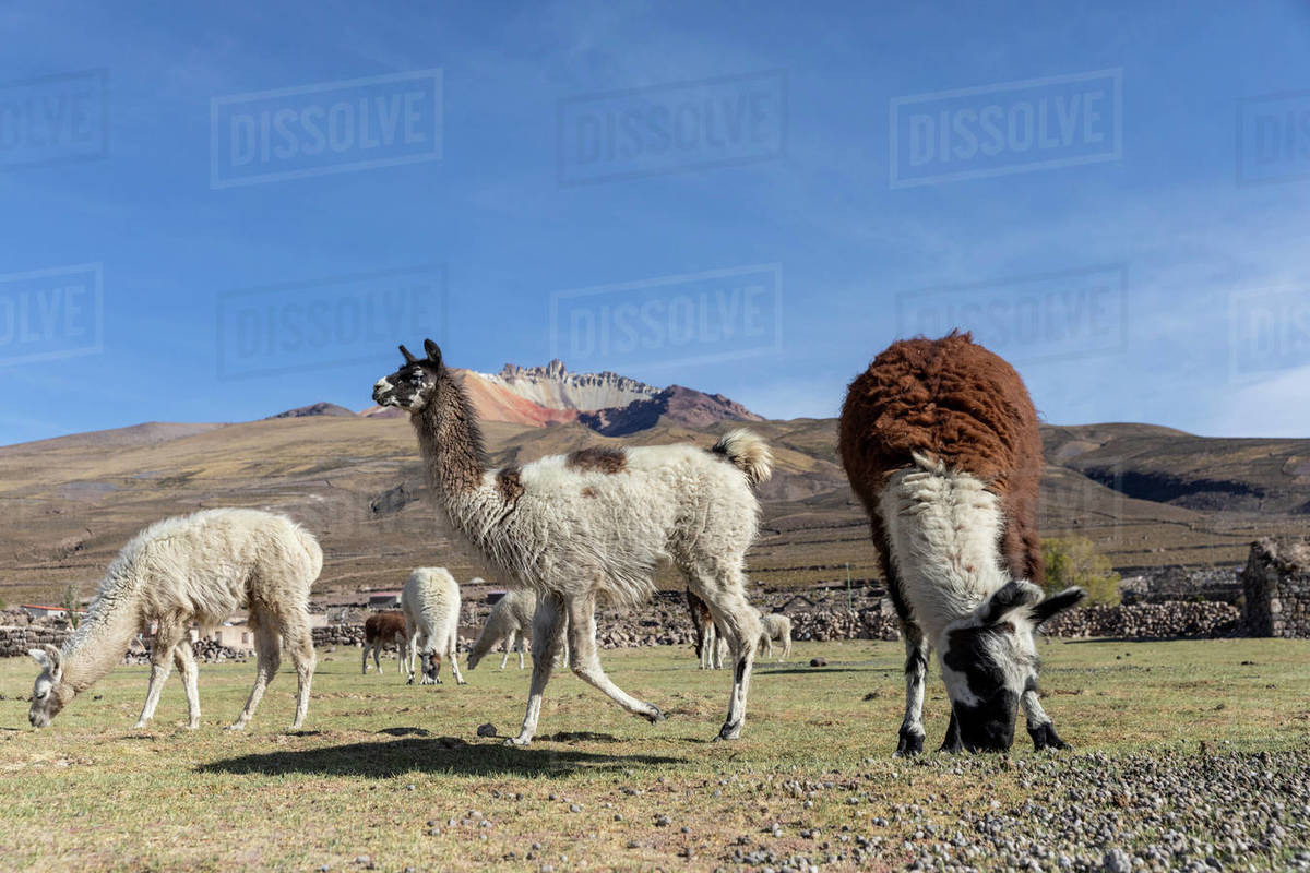 Llamas (Lama glama), feeding near Coqueza, a small town near the ...