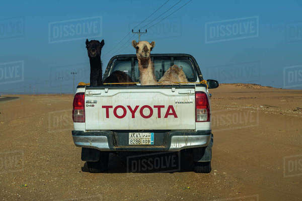 Camels in a pick up truck, Bir Al Hima, Kingdom of Saudi Arabia, Middle ...
