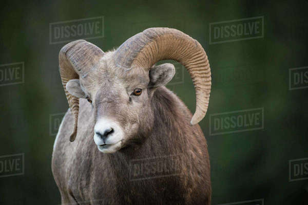 Rocky Mountain Bighorn Sheep Ram (Ovis canadensis), Jasper National ...
