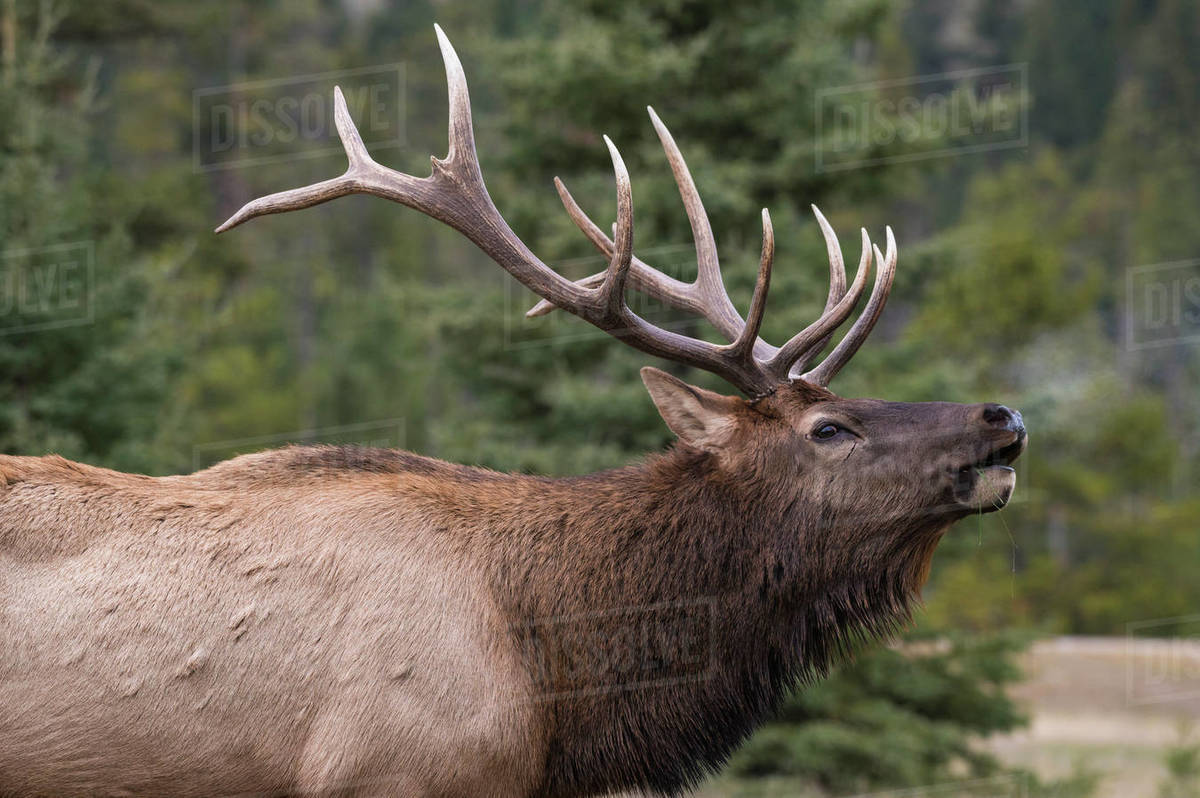 Wild Elk (Wapiti) (Cervus canadensis) bugling during the autumn rut ...