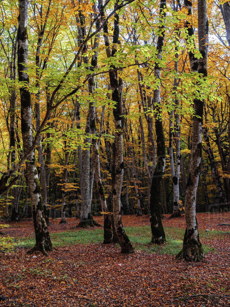 Sabaduri Forest, Tbilisi, Georgia (Sakartvelo), Central Asia, Asia ...