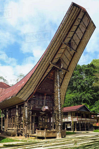 Traditional saddleback roof Tongkonan house at family compound near ...