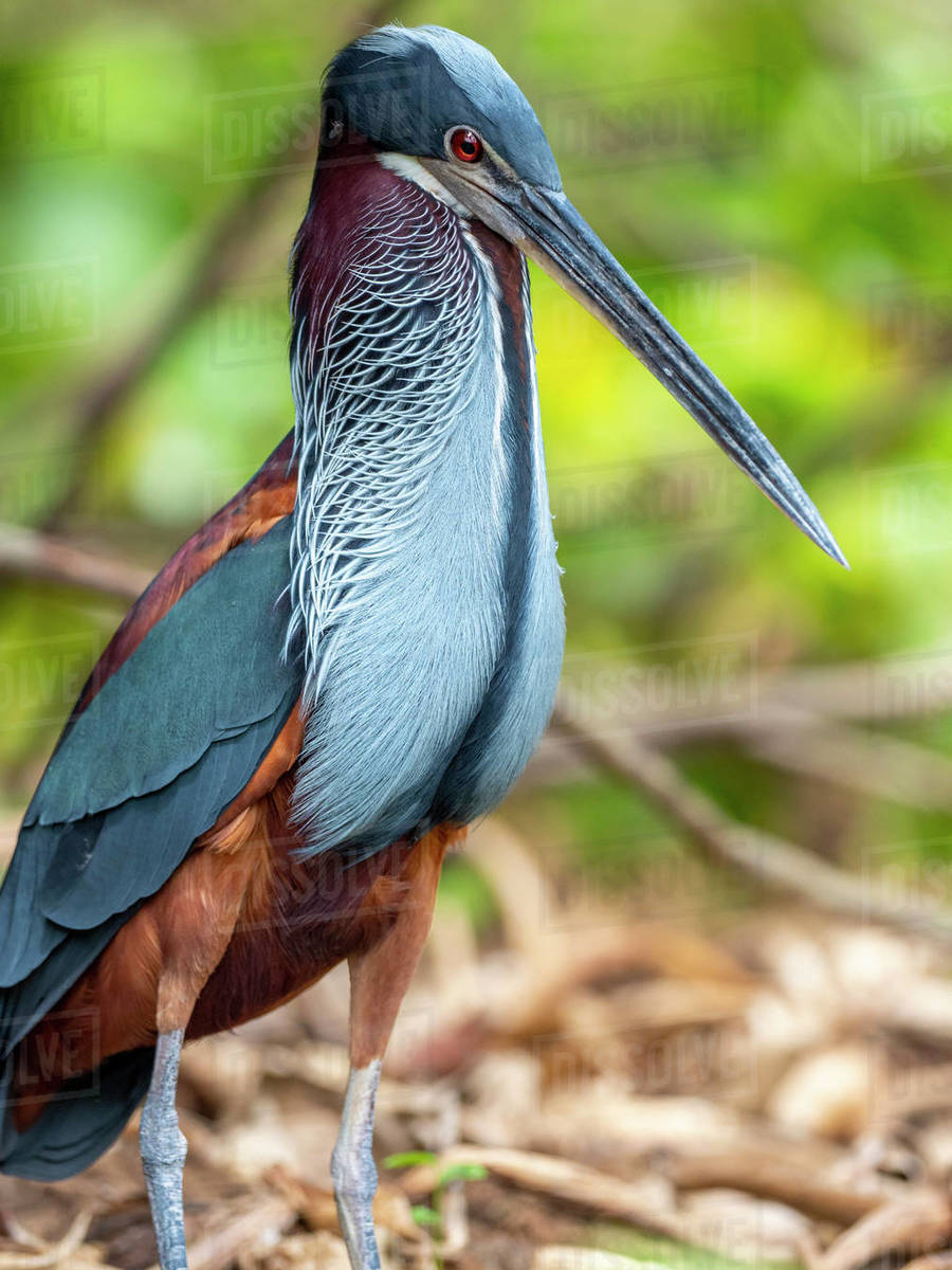 Agami heron (Agamia agami), Rio Pixaim, Mato Grosso, Pantanal, Brazil, South America - Royalty ...
