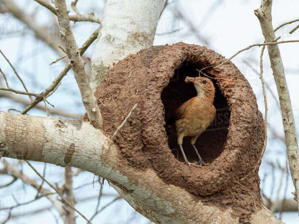 Adult red ovenbird (Furnarius rufus), building a nest in a tree, Rio ...