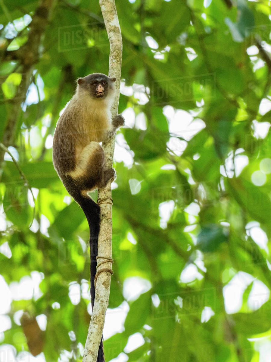 Adult black-tailed marmoset (Mico melanurus), in the trees at Pousada ...