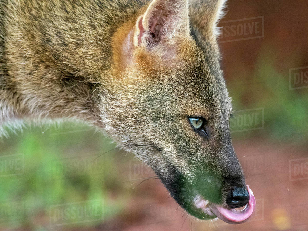 Adult crab-eating fox (Cerdocyon thous), head detail at Pousada Piuval ...