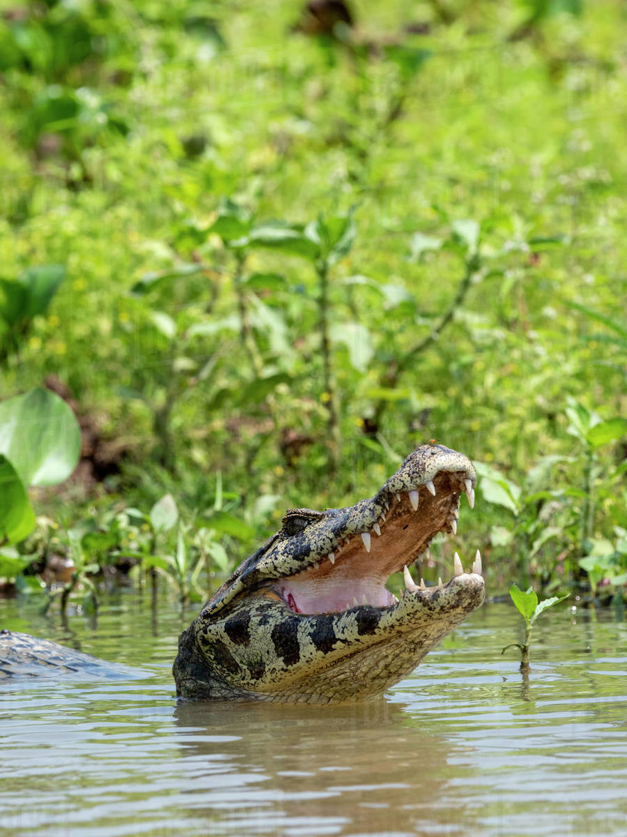 An adult jacare caiman (Caiman yacare), on the river banks of the Rio ...