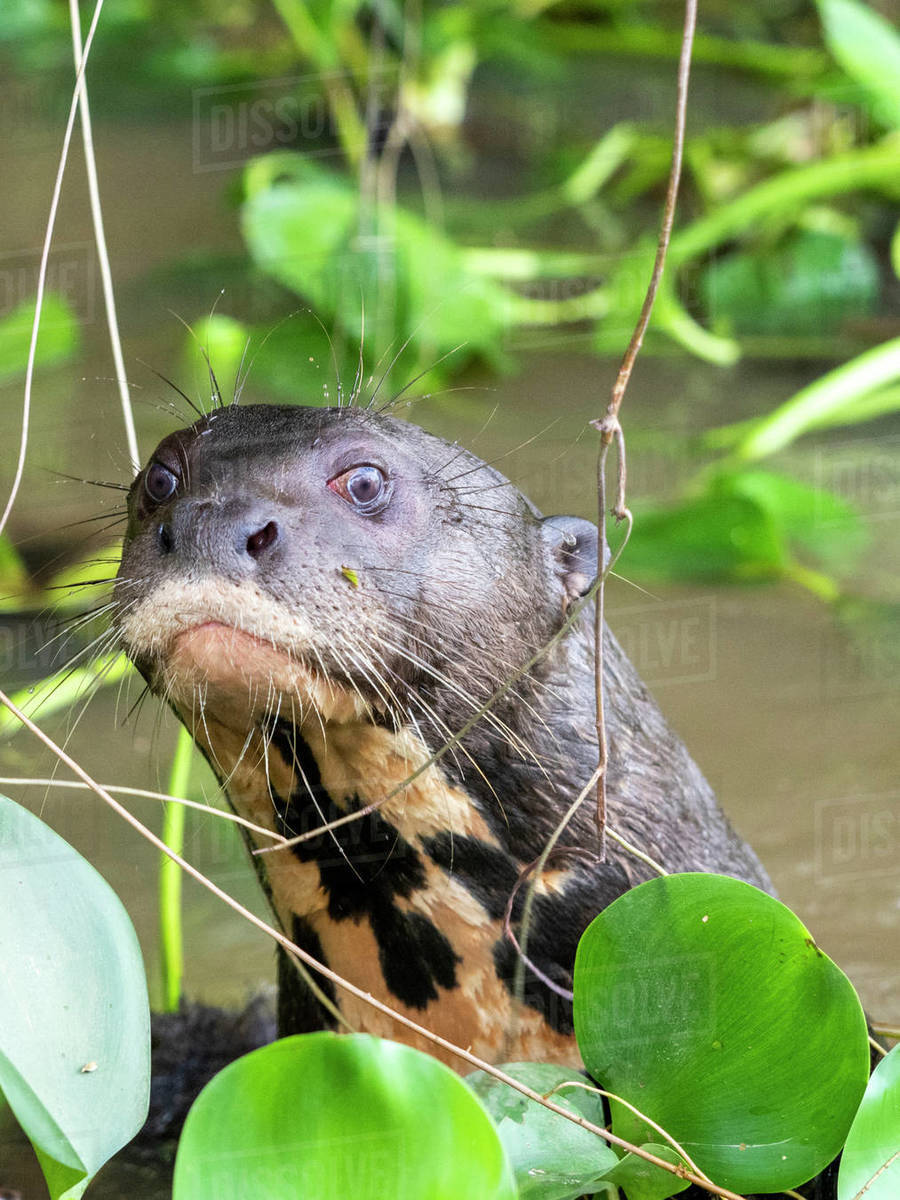 A curious adult giant river otter (Pteronura brasiliensis), on the Rio ...