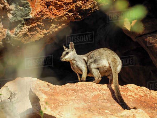 Adult black-footed rock wallaby (Petogale lateralis), in Cape Range ...
