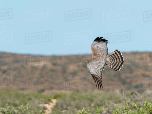 Adult spotted harrier (Circus assimilis), in flight in Cape Range ...