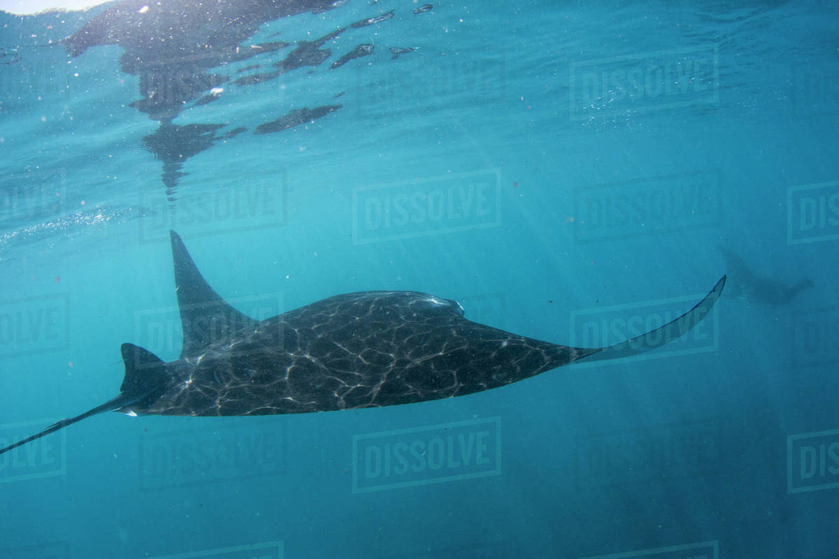 Adult reef manta ray (Mobula alfredi), underwater in Ningaloo Reef ...