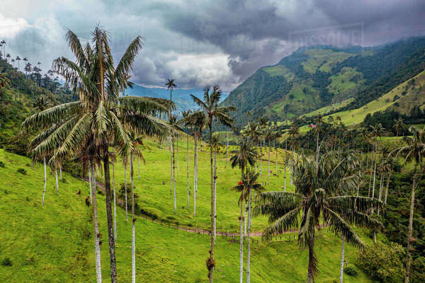 Wax palms largest palms in the world, Cocora Valley, UNESCO World ...