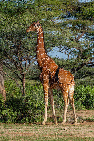 Reticulated giraffe (Giraffa camelopardalis reticulata) (Giraffa ...