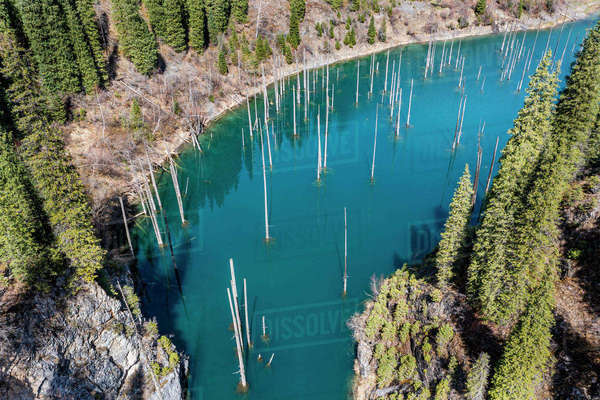 Aerial of the Kaindy Lake with its dead trees, Kolsay Lakes National ...
