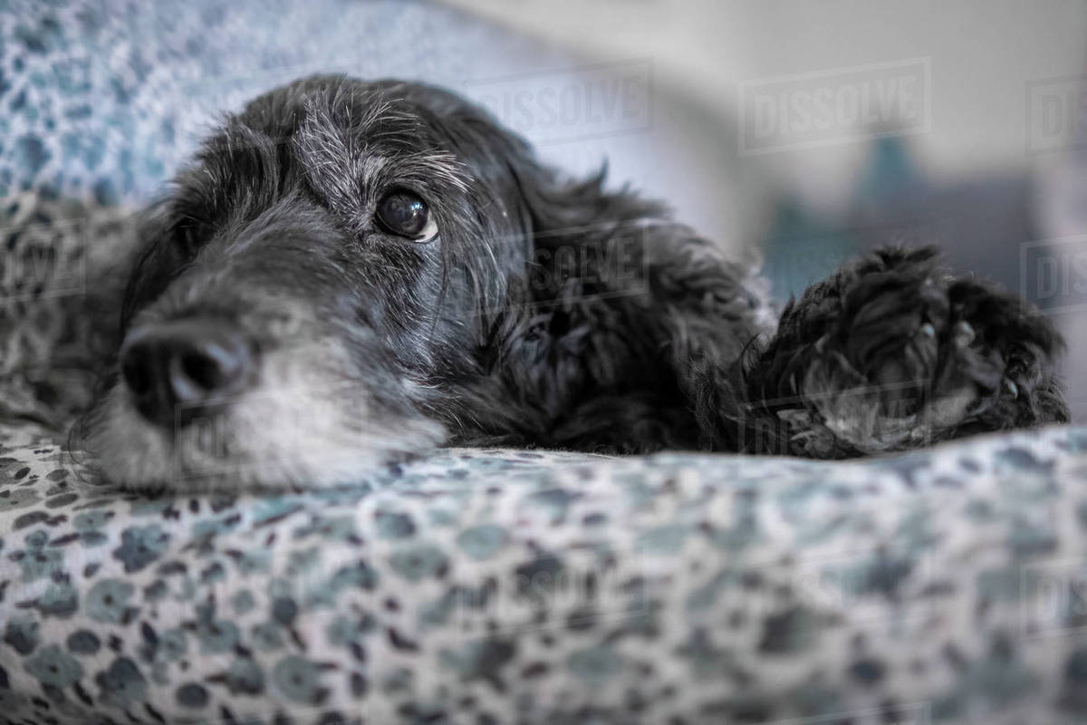 Black Cocker Spaniel dog breed lying on the sofa, Italy, Europe ...