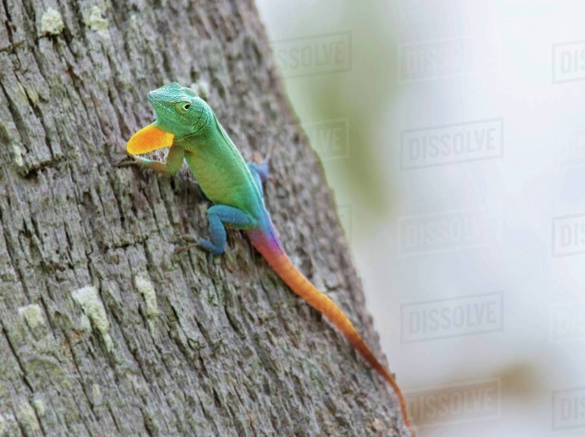 Male Jamaican Anole Lizard (Anolis Grahami) with Dewlap extended ...