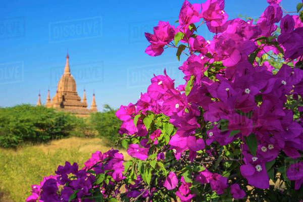 Purple flower of bougainvillea with pagoda in background, Old Bagan ...